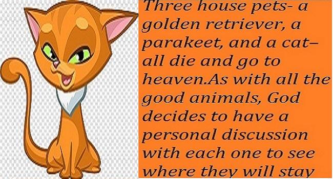 Animals, God And Cat - Joke | Funny