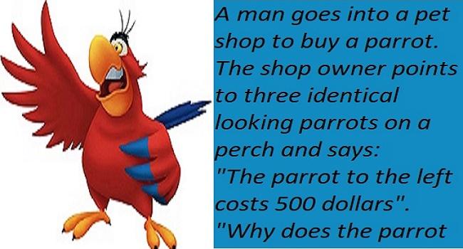 Parrot and Computer - Joke | Funny